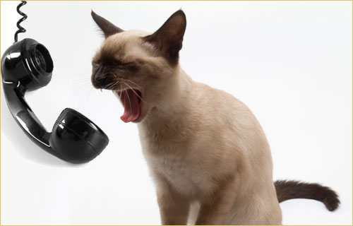 Contact Us | Feline Ltd. Cat Clinic